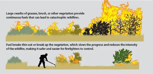Creating Green Fire Breaks – West Maui Wildfire Readiness Ohana